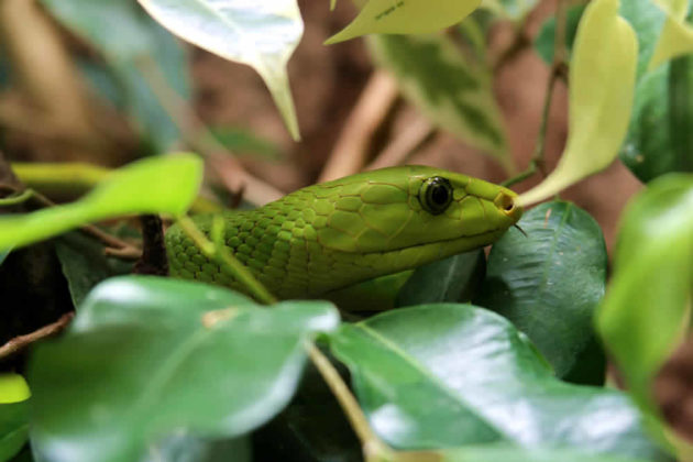 Planet Exotica – Le monde reptilien au coeur de Royan